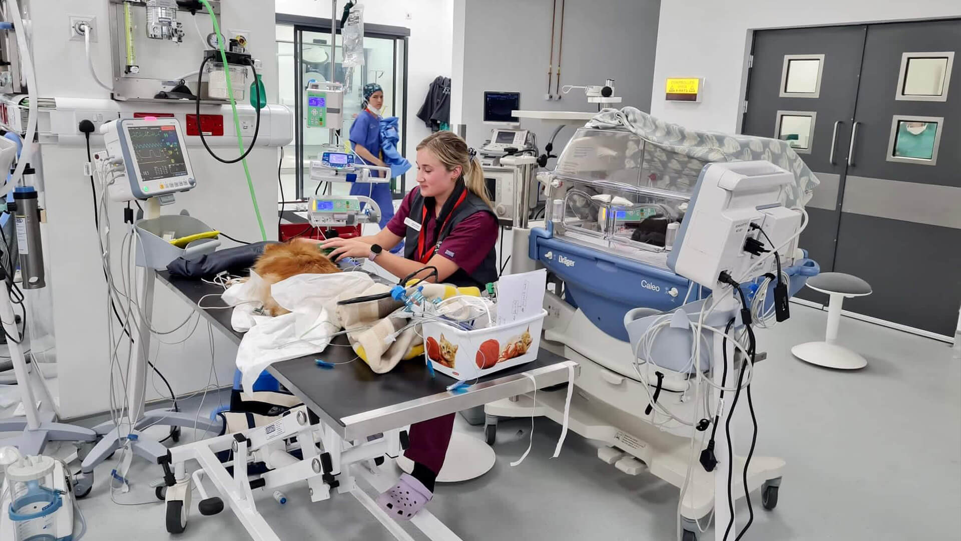 Registered Veterinary Nurse - Jobs Veterinary Specialists Ireland
