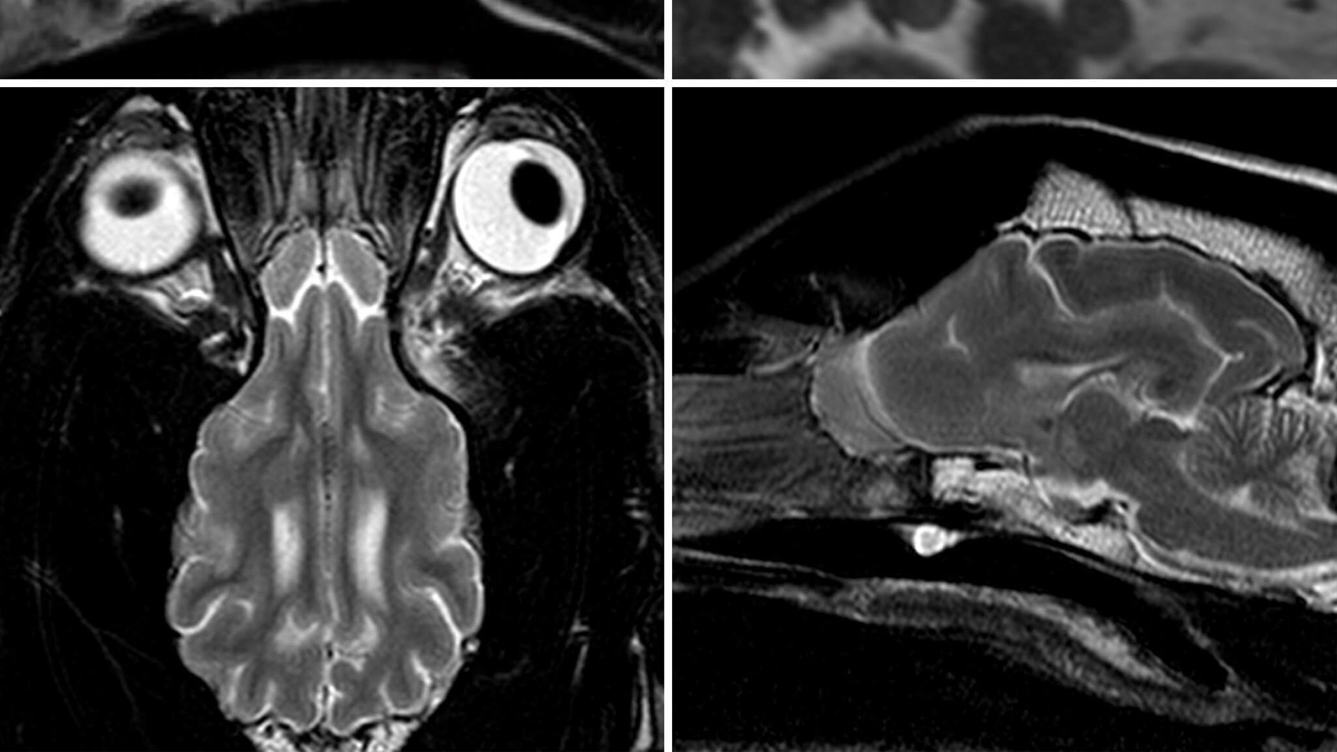 Spine & Brain scans and treatment Veterinary Specialists Ireland
