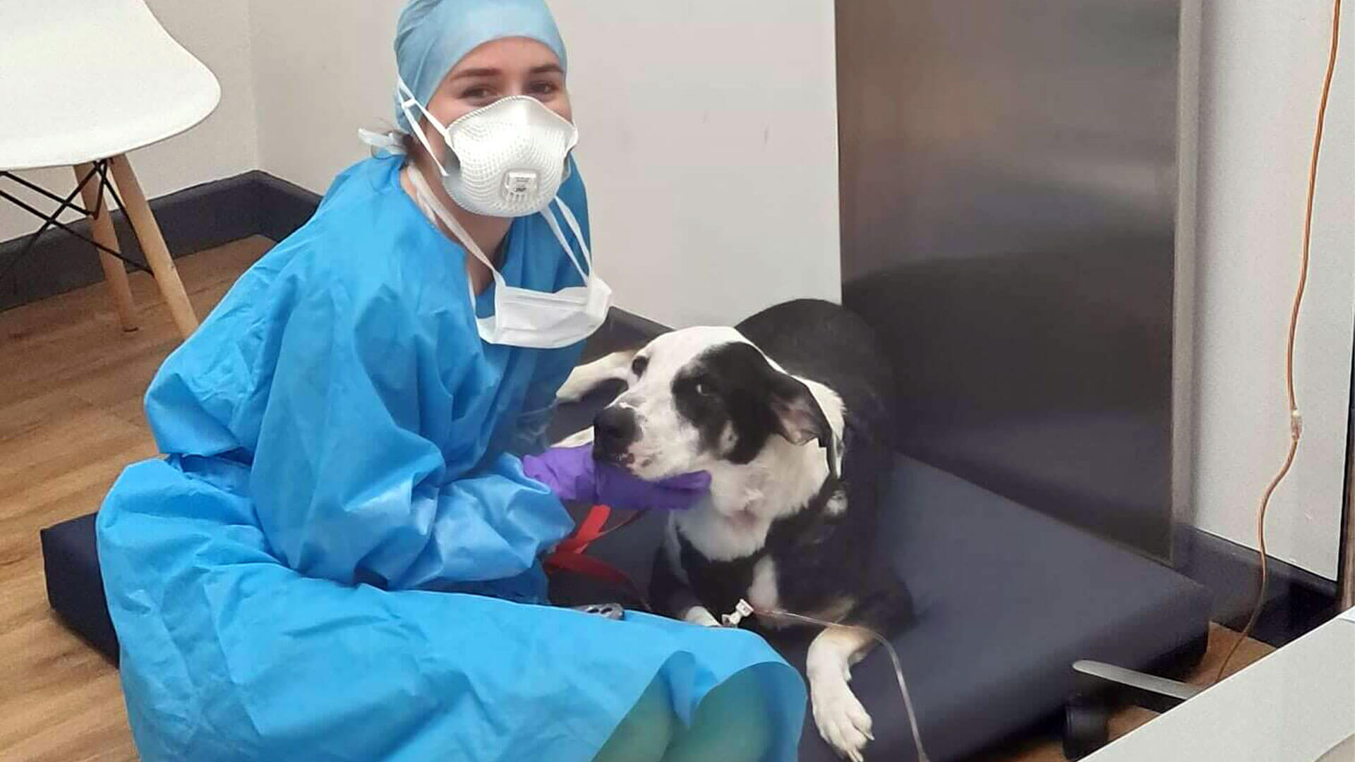 Oncology - Modern cancer care for your pet - Vet Specialists